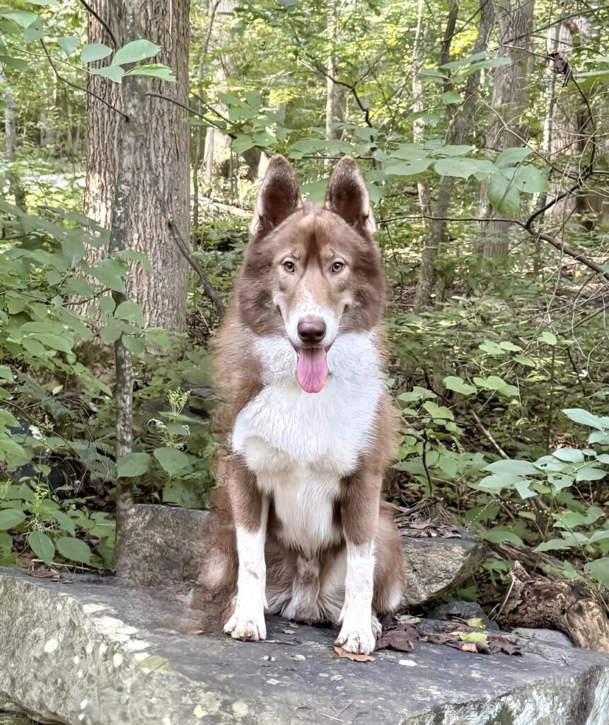 Tushka: The Creator’s Warrior and the Future of the Working NAID - Corn ...