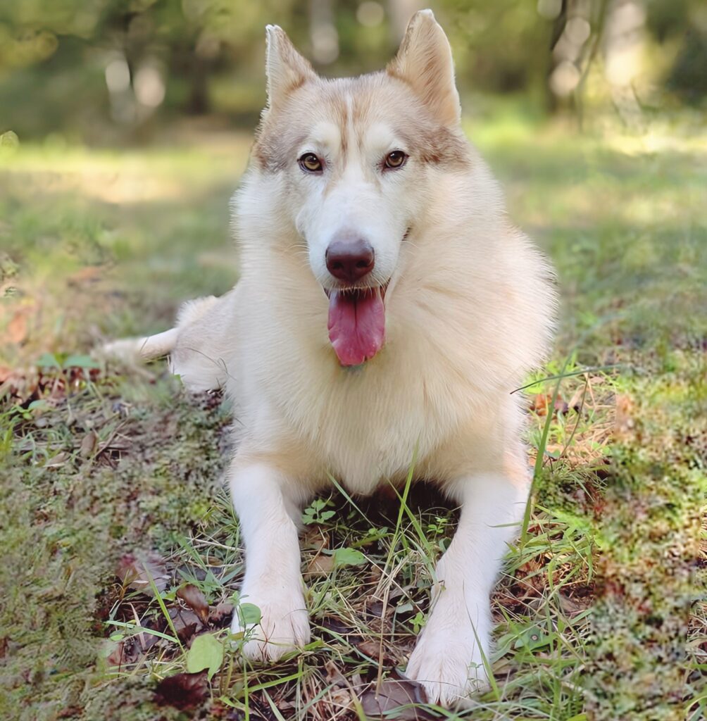 Oktusha | Corn Moon Medicine Dogs