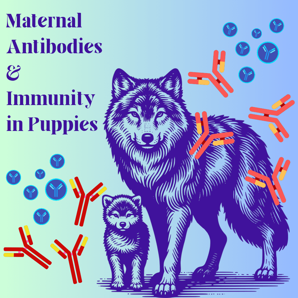 Maternal Antibodies in Puppies | Corn Moon Medicine Dogs