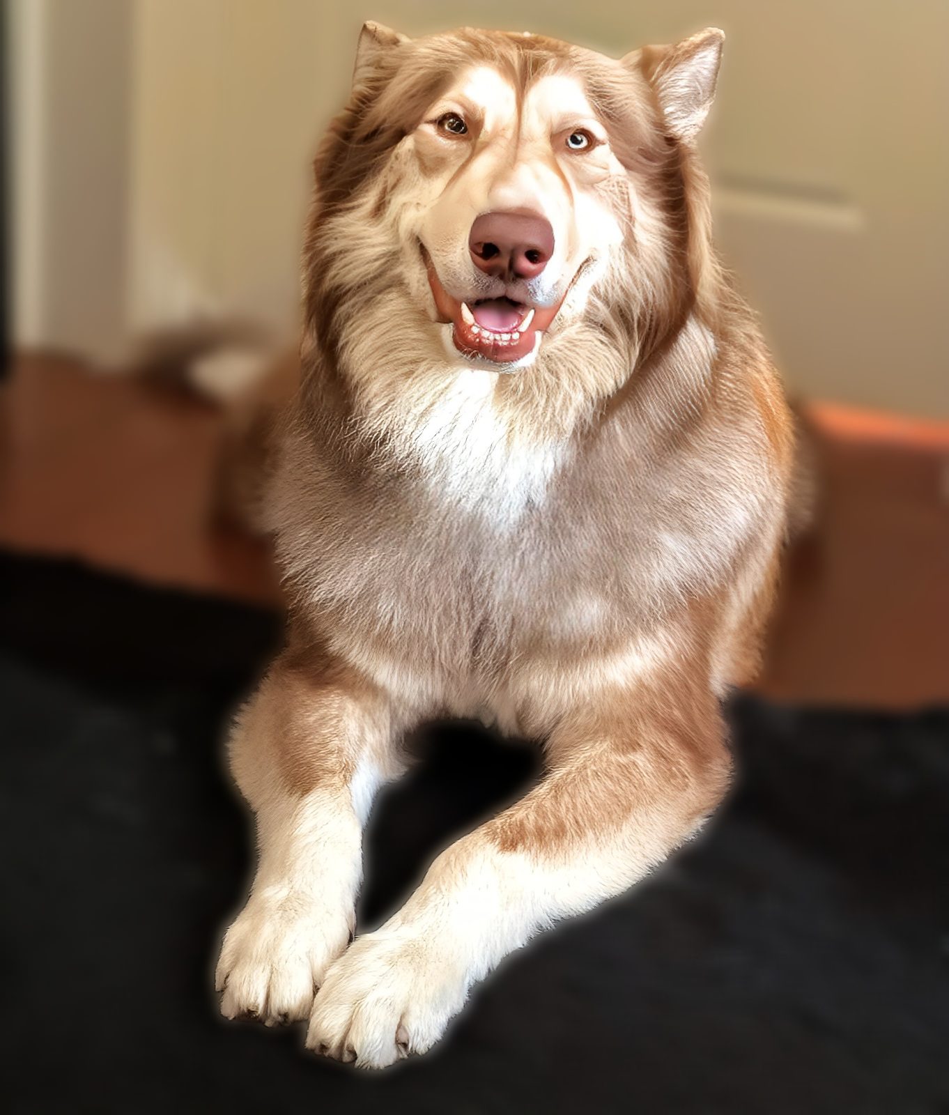 Inlʋchi | NAID F3 Foundation Male | Corn Moon Medicine Dogs